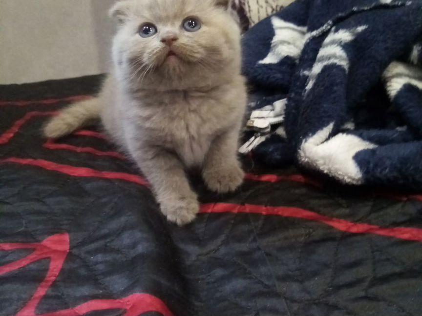 Британский вислоухий котенок