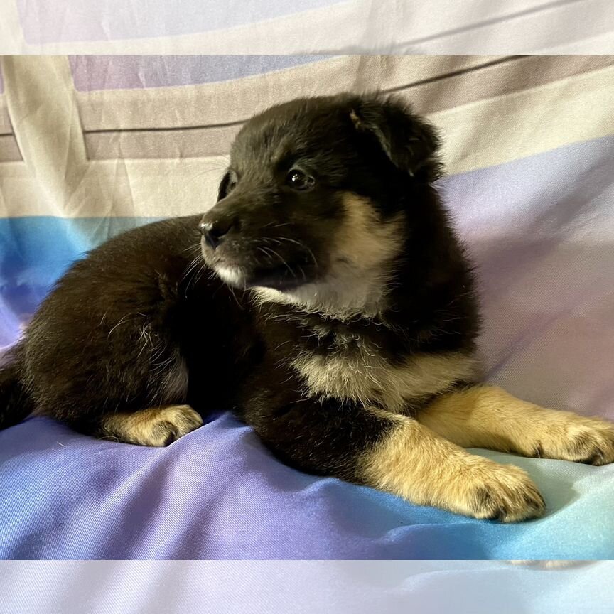 Чудесные щеночки