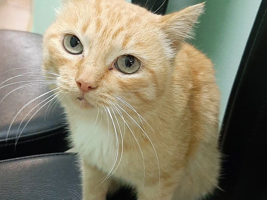 Особенный котик