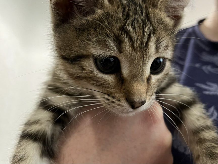 Отдам в добрые руки