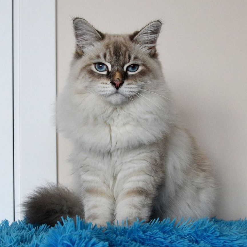 Невский маскарадный котик