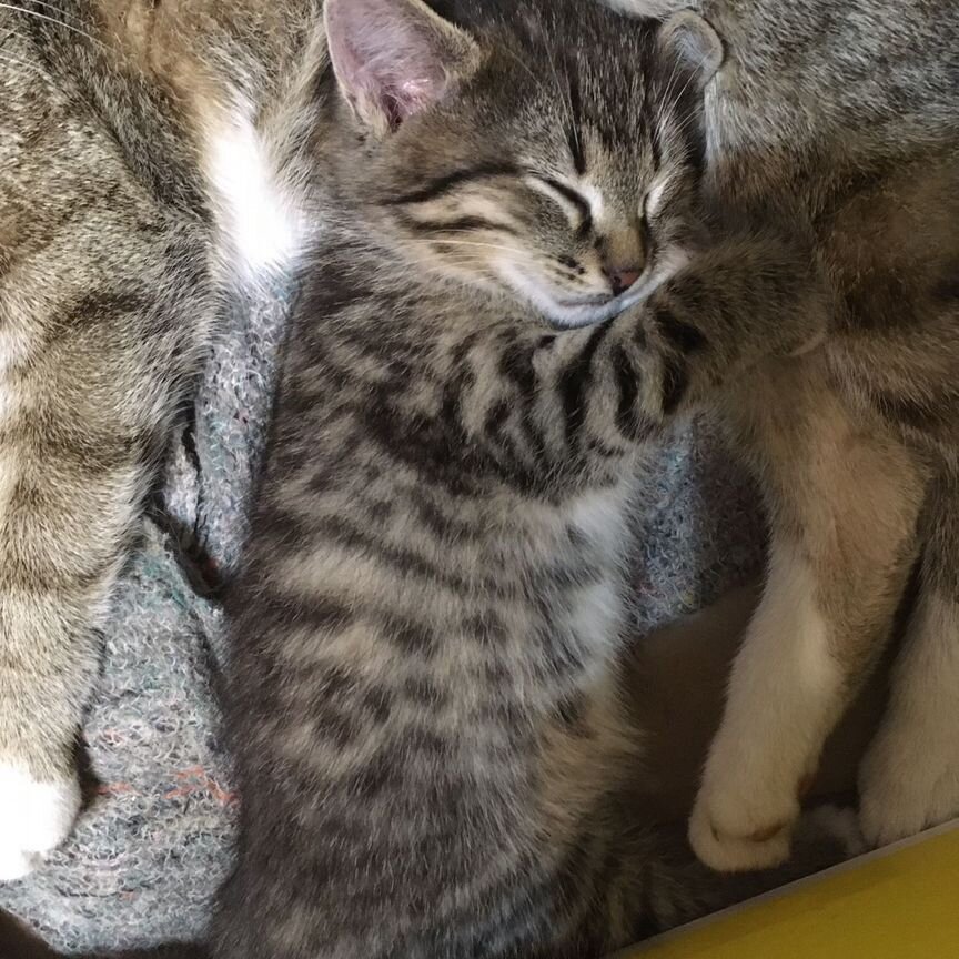 Котята в добрые руки бесплатно мальчик