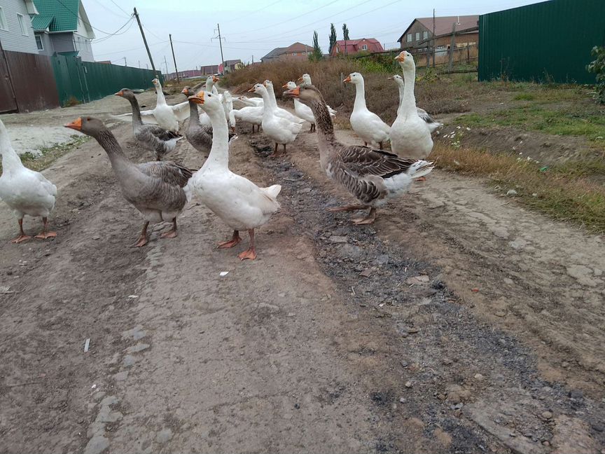 Гуси