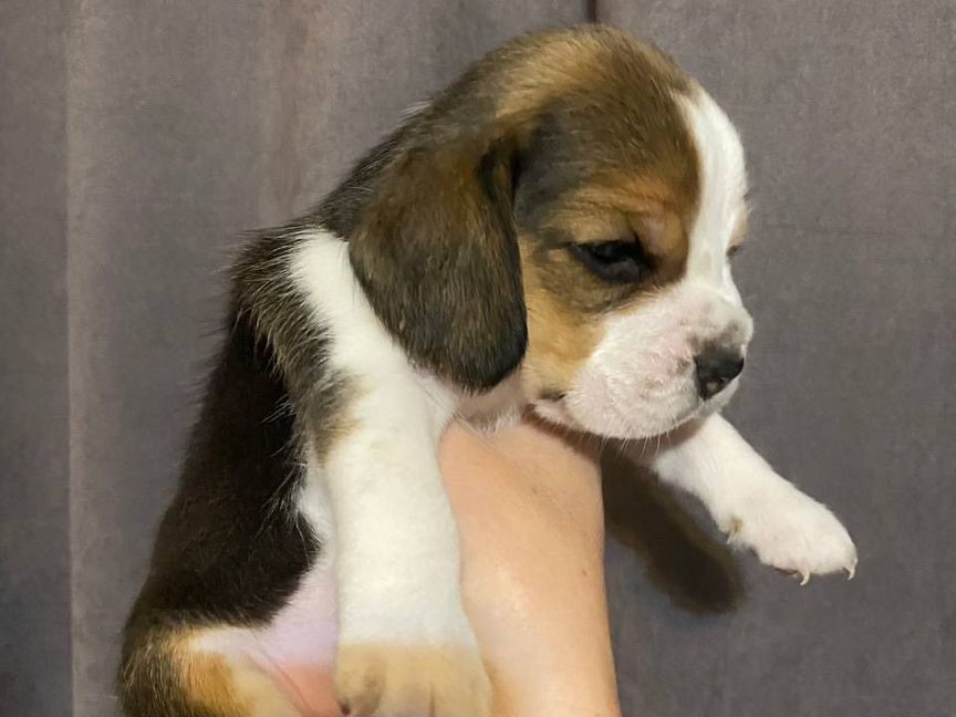 Продам щенков Бигля