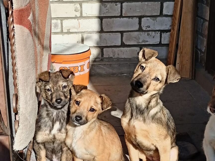 Щенята в добрые ручки