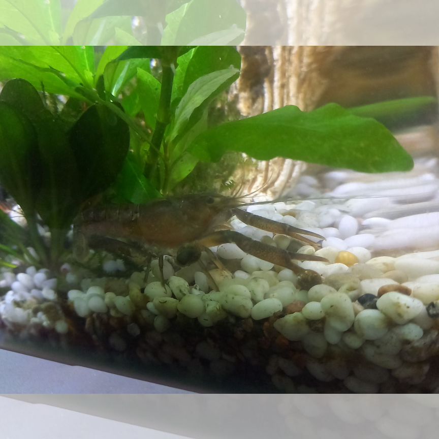 Аквариумные раки Забронирован