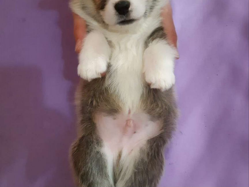 Вельш-корги пемброк