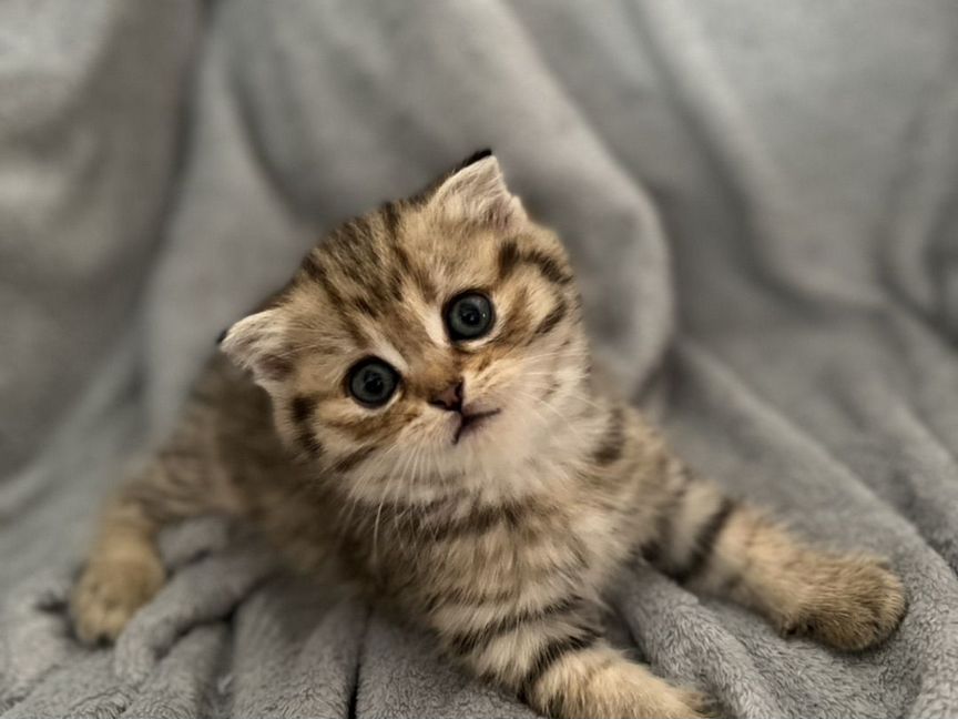 Шотландские котята шиншилла