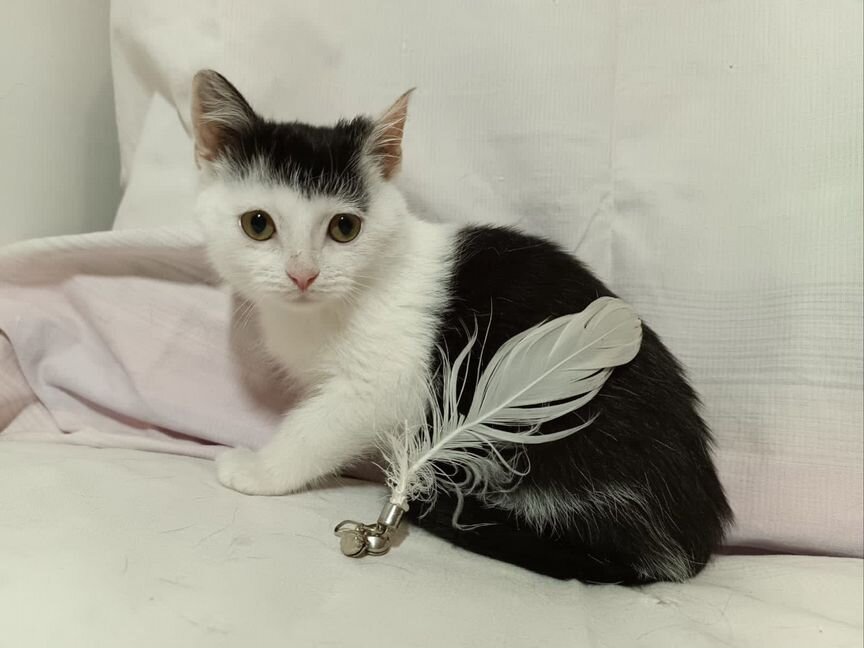 Котенок кот как Японский бобтейл в добрые руки