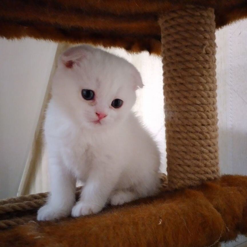 Белоснежные шотландцы