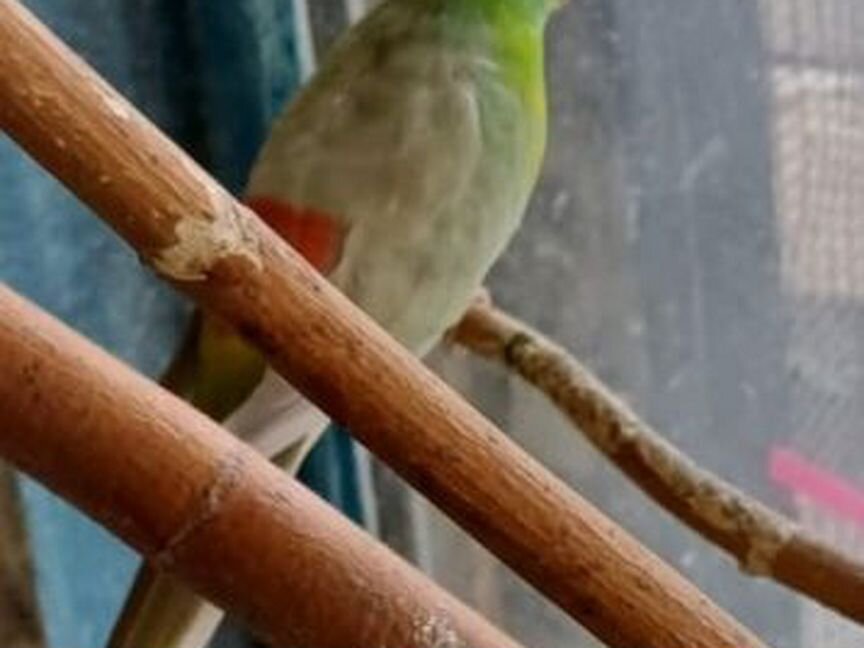 Певчий попугай