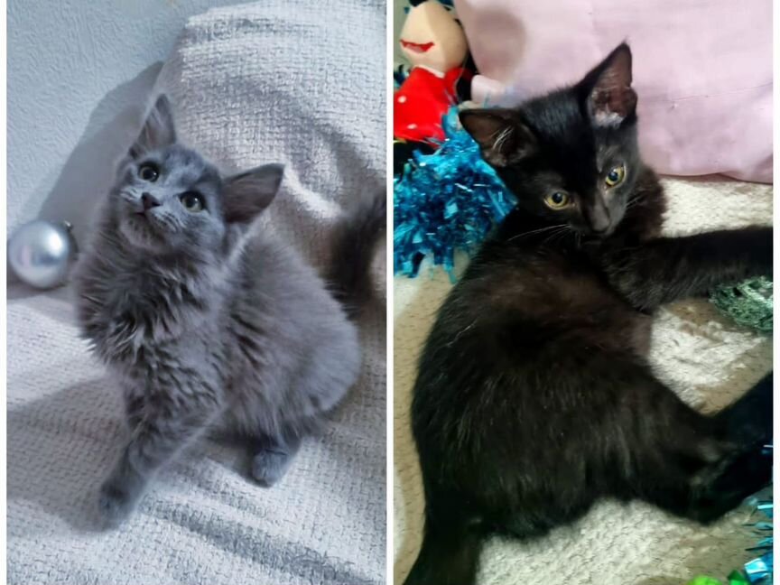 Котята в добрые руки