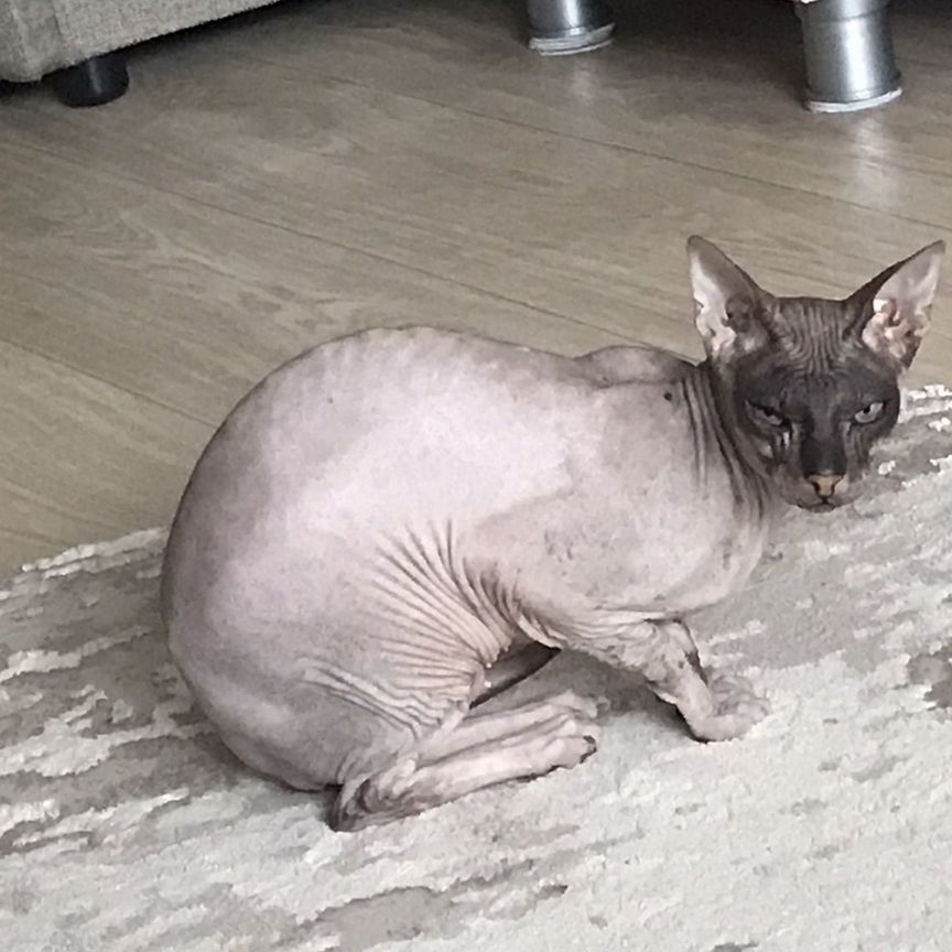 Кошка сфинкс