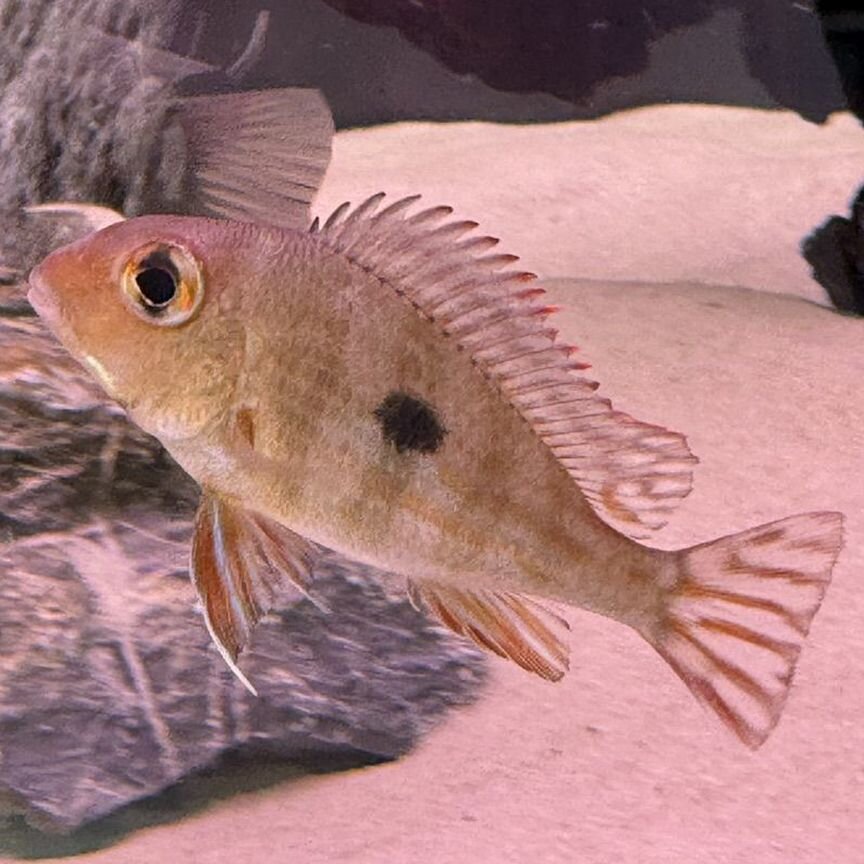 Геофагус топажос