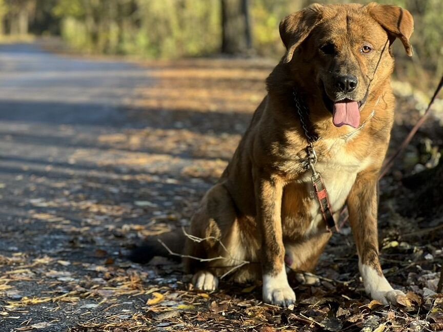 Собака брутальный Илай