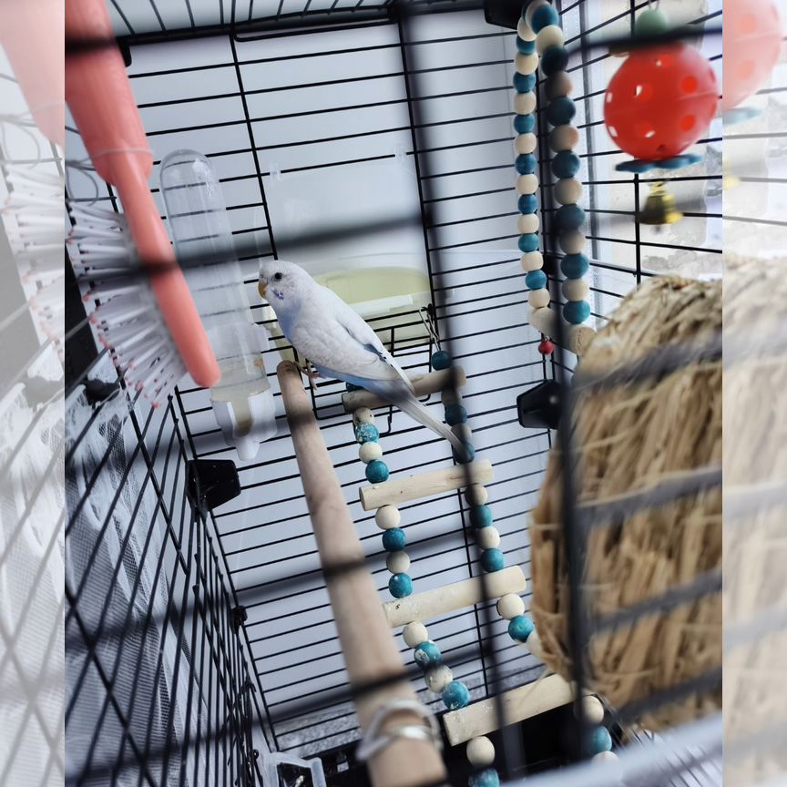 Волнистый попугай с клеткой