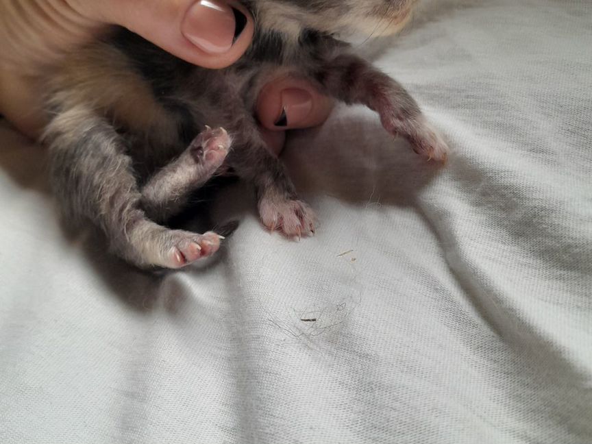 Котята мейн кун