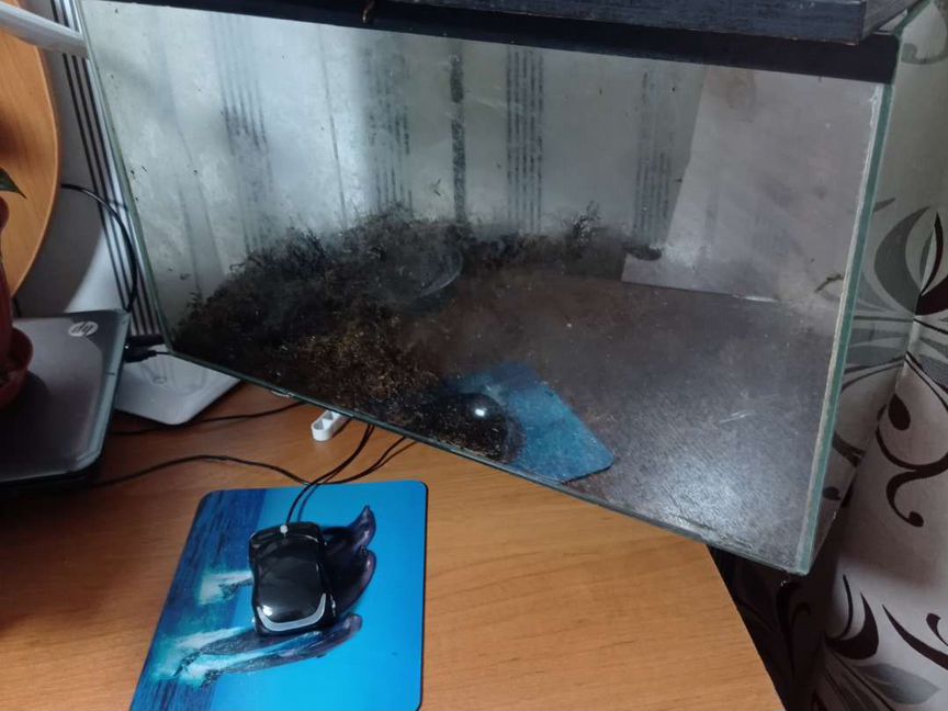 Аквариум, улитки ахатины