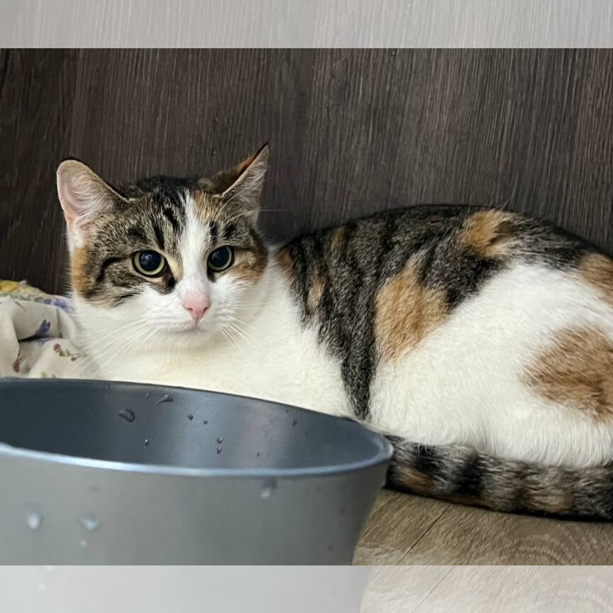 Кошка Ласка