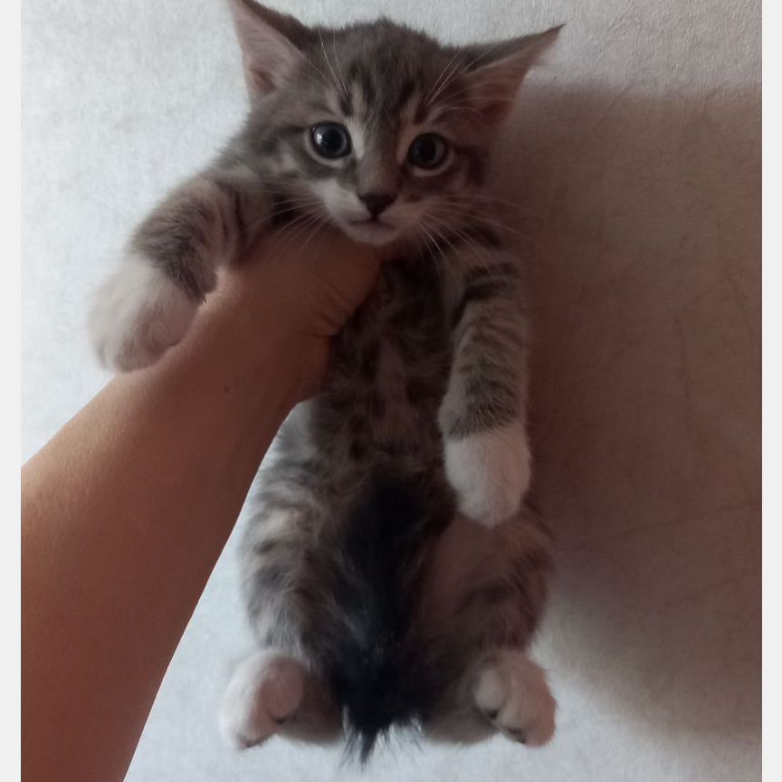 Мейн-кун ииии