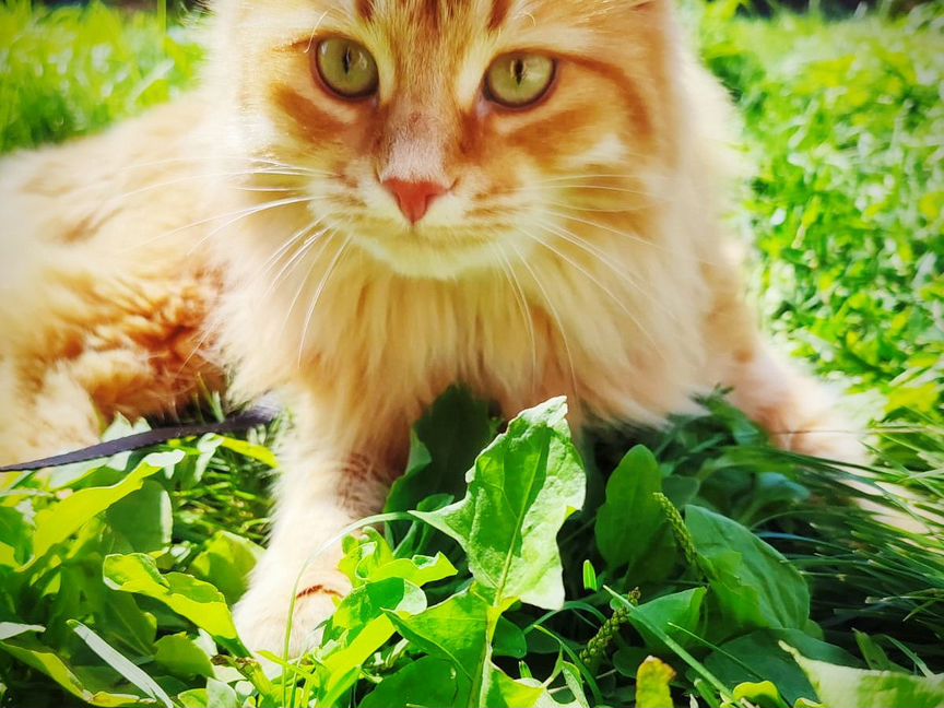 Кошка рыжая Мандаринка 3 года