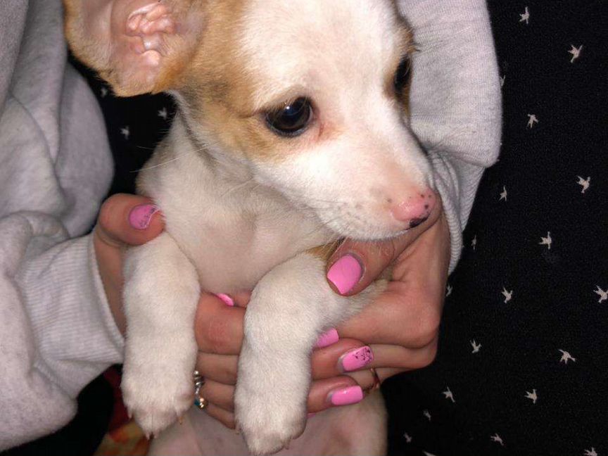 Щенки метисы