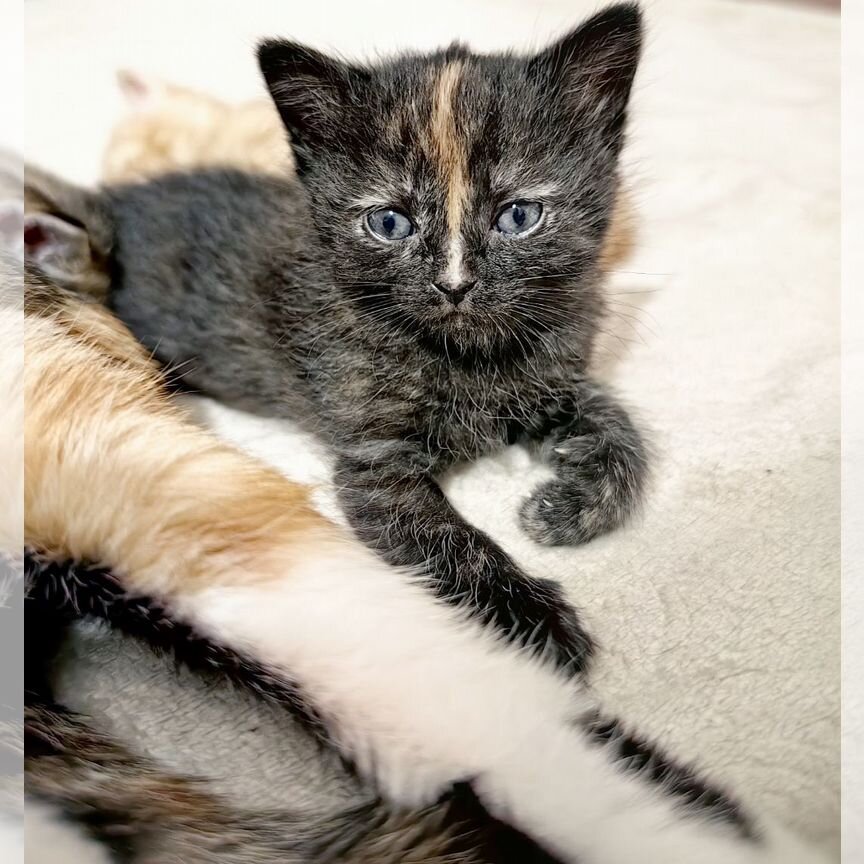 Котёнок в добрые руки