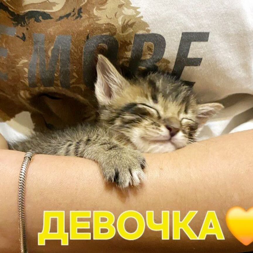 Котёнок в добрые руки