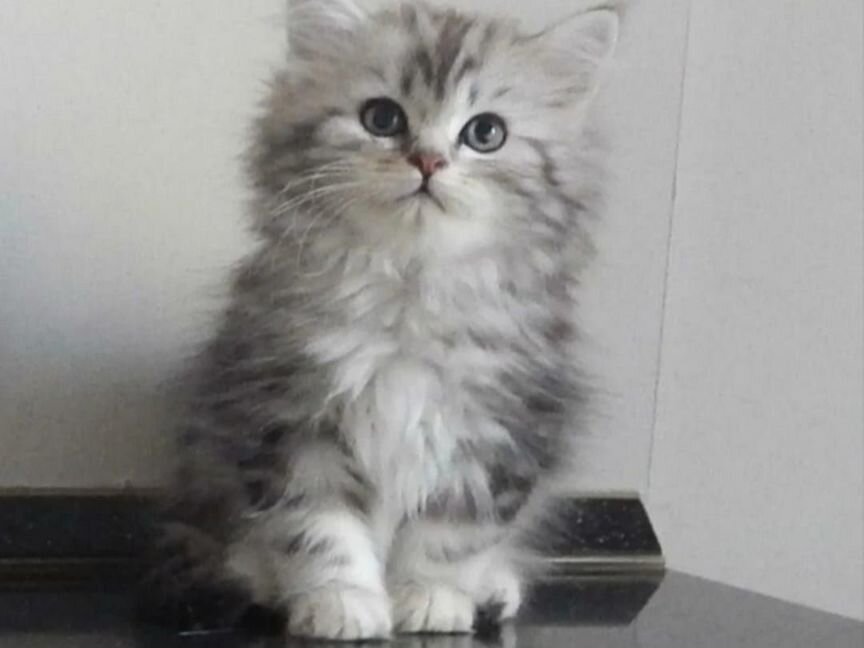 Сибирские котята