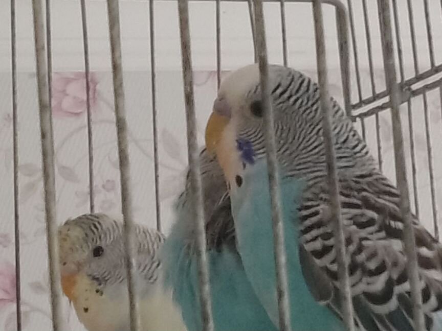 Волнистики