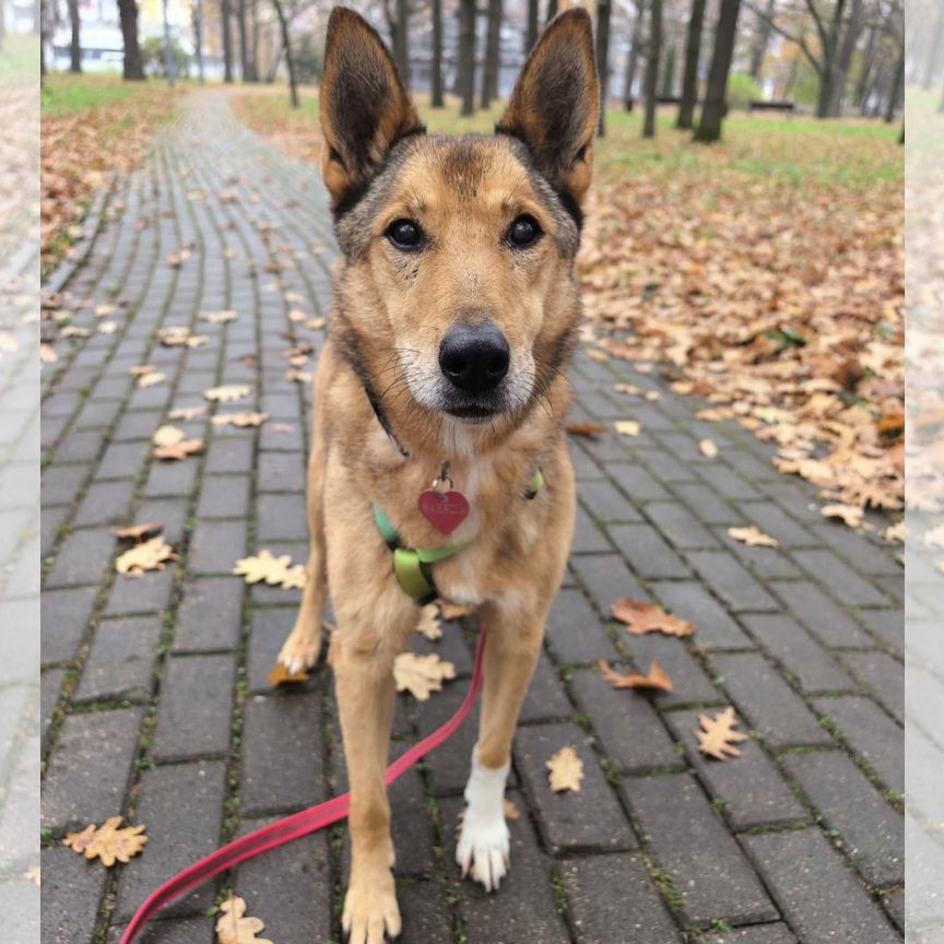 Взрослая собака в добрые руки