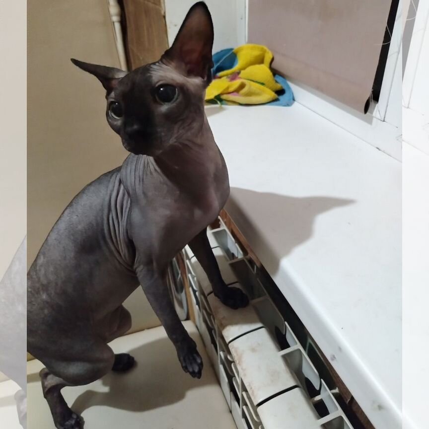 Кот сфинкс вязка