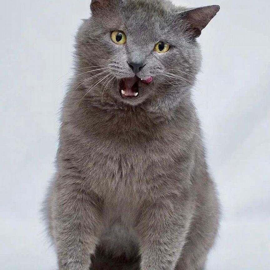 Лаврик, серьёзный кот для серьёзных людей