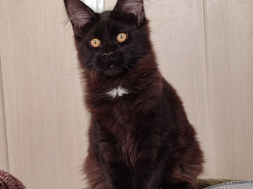 Мейн-кун девочка