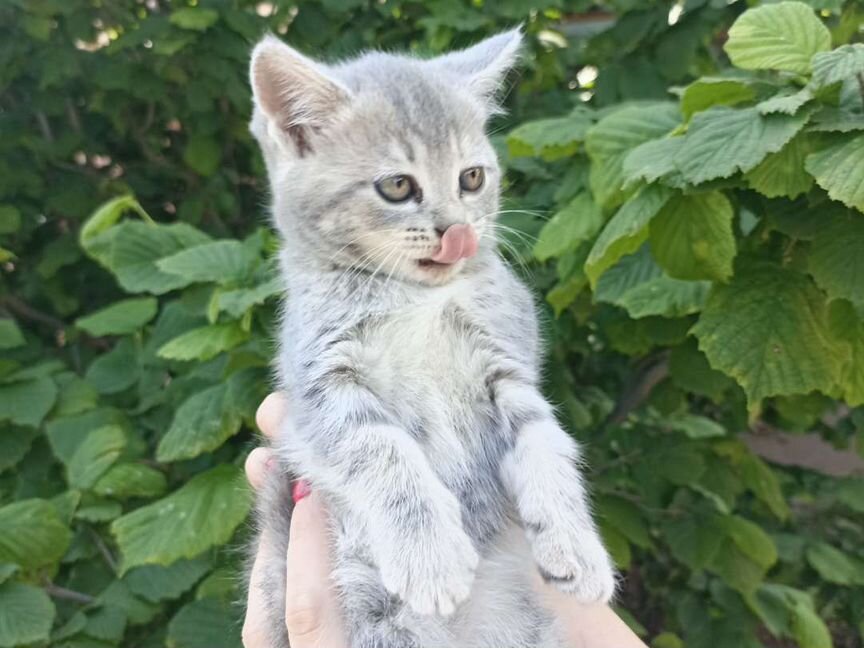 Кошки котята британские вислоухие