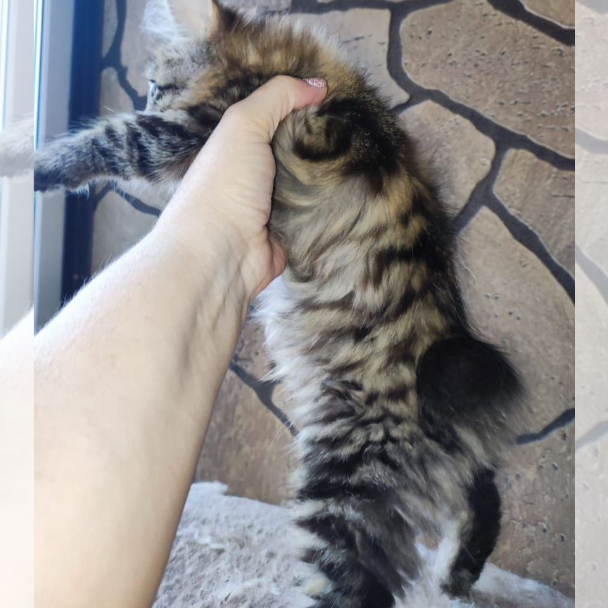 Курильский бобтейл