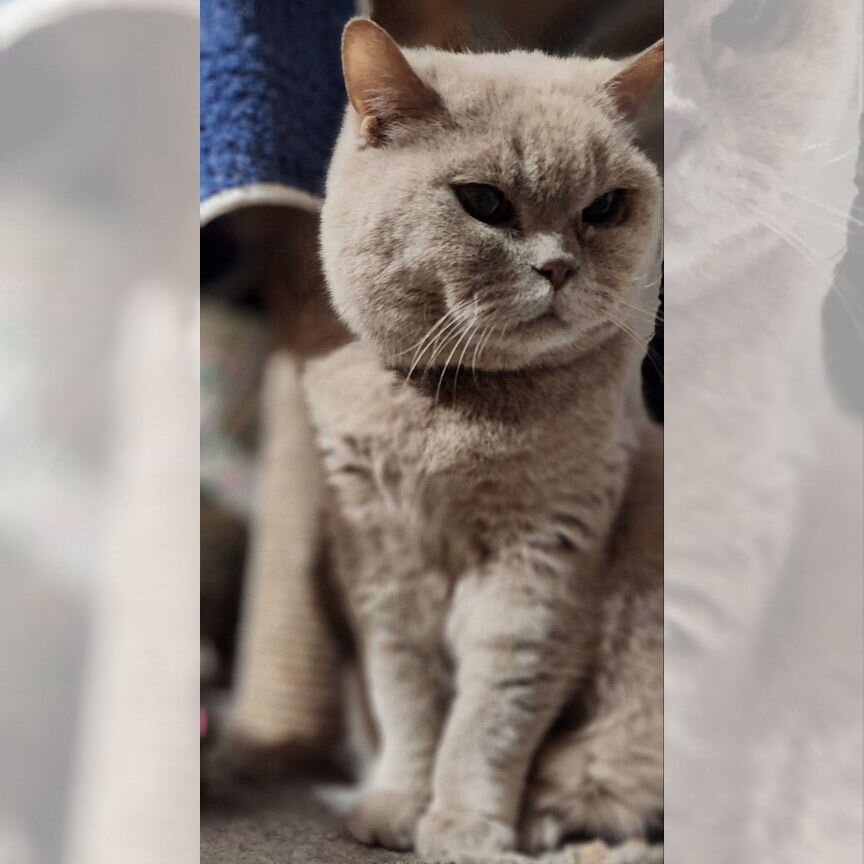 Кошечка в ответственные руки