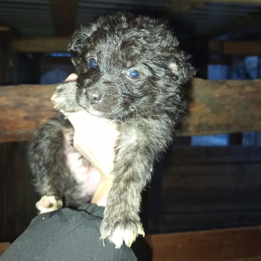 Щенок в добрые руки