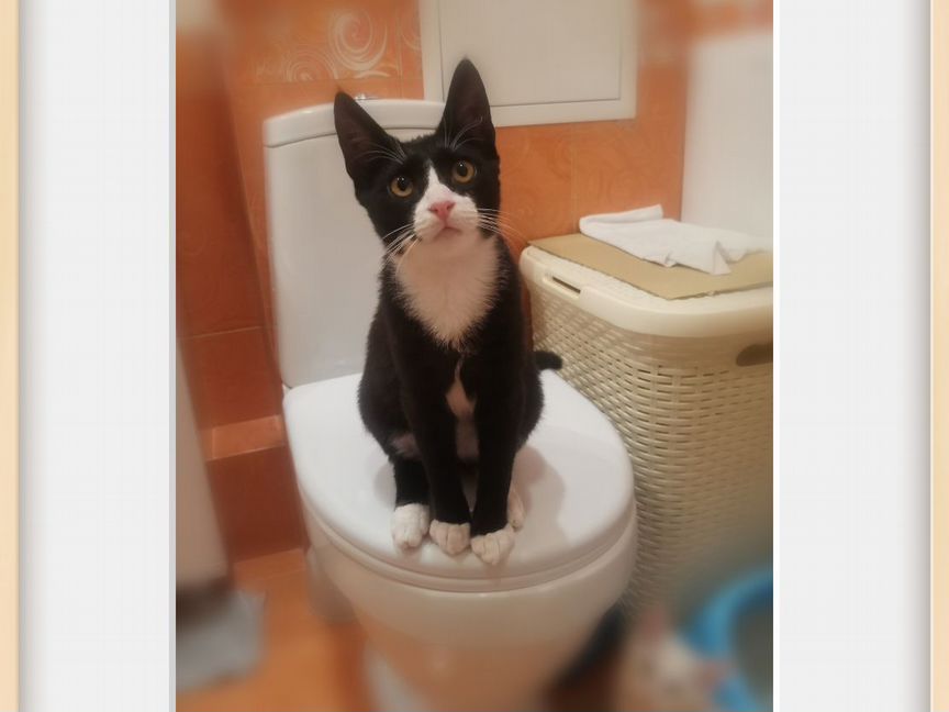 Котёнок