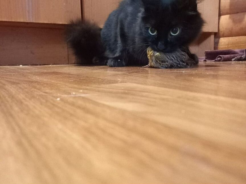 Котята охотники