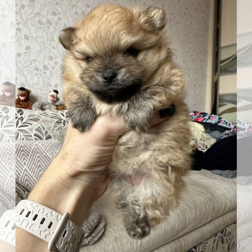 Померанский шпиц