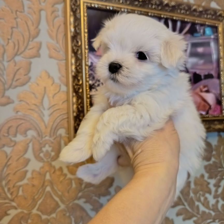 Мальтийская болонка