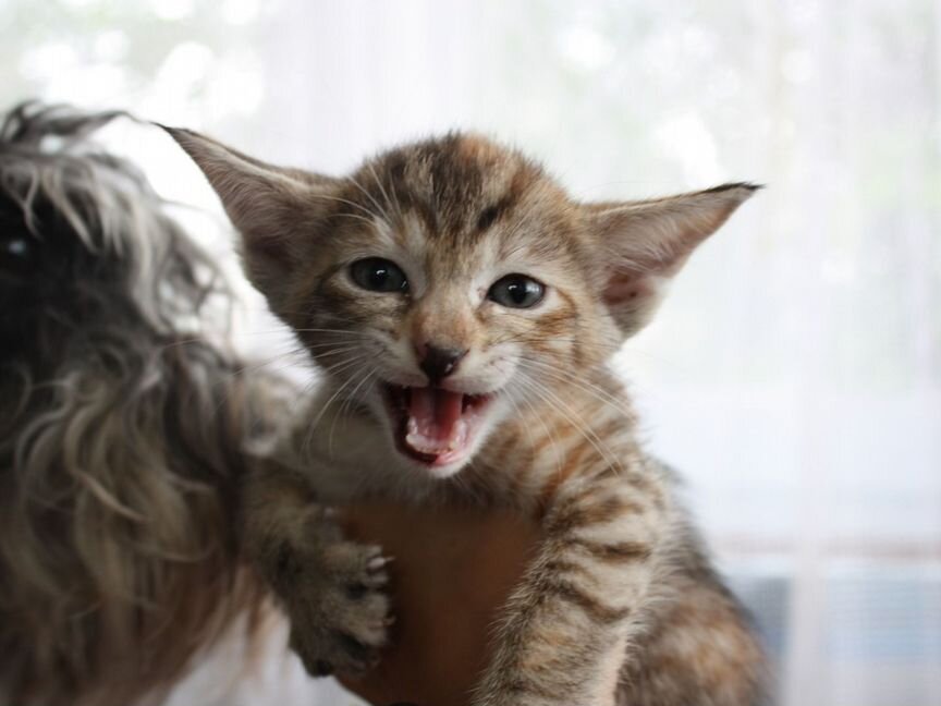 Ориентальная