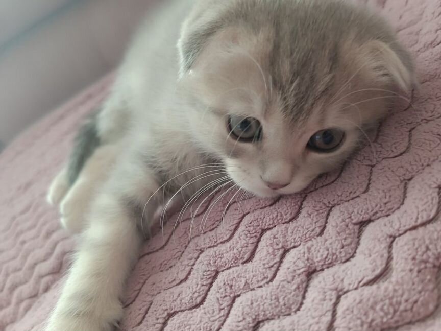 Шатланская девочка