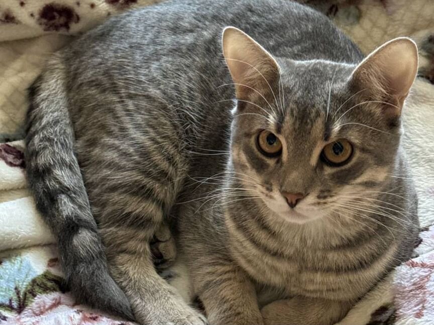 Большой котенок в добрые руки