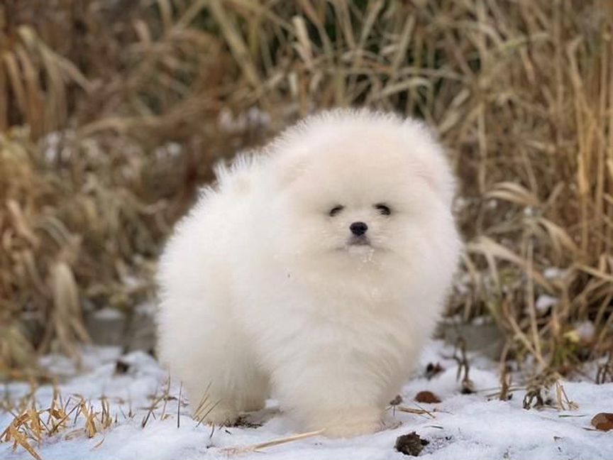 Померанский шпиц щенок мальчик