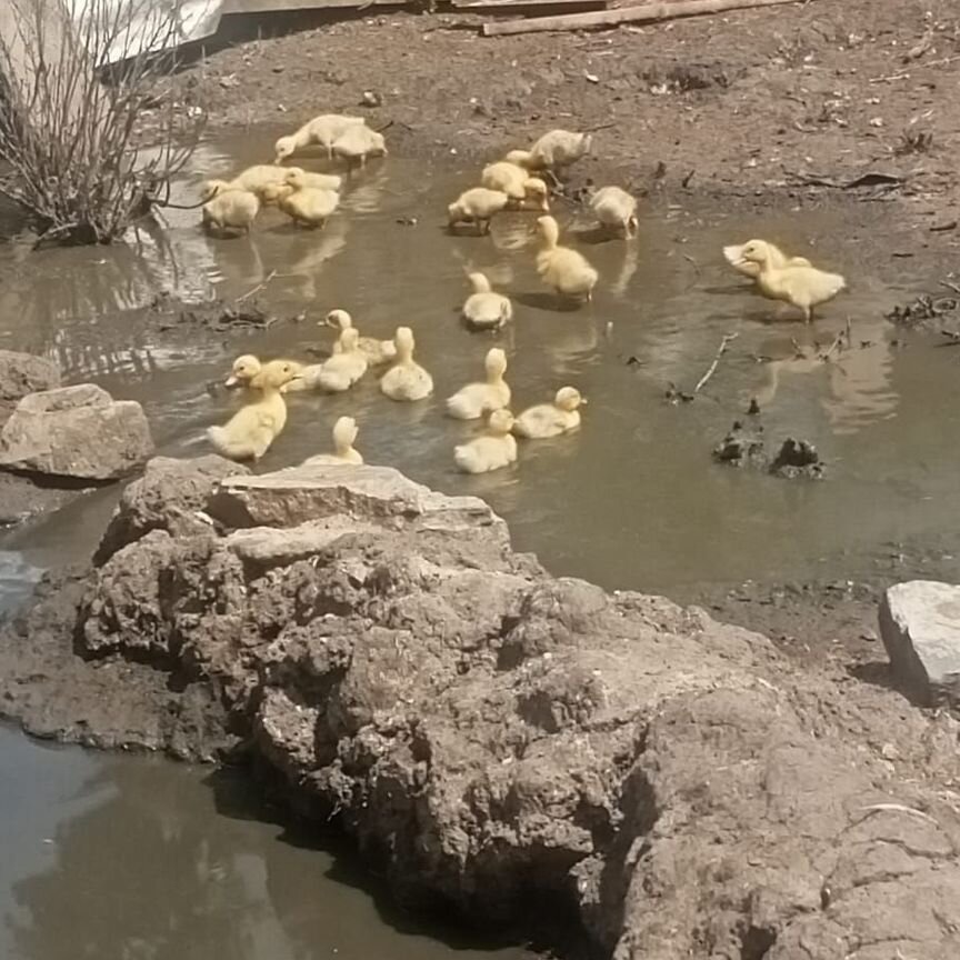 Утки