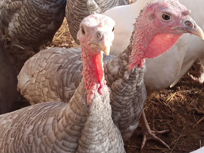 Комбикорм заводской для бройлеров и несушек 2мм