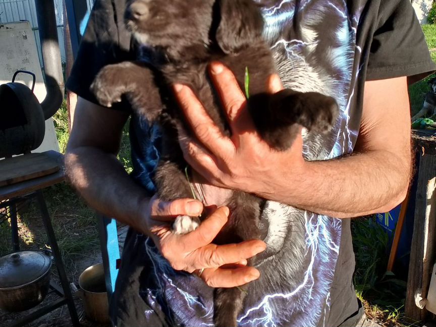 Маленькие собачки щенята в добрые руки