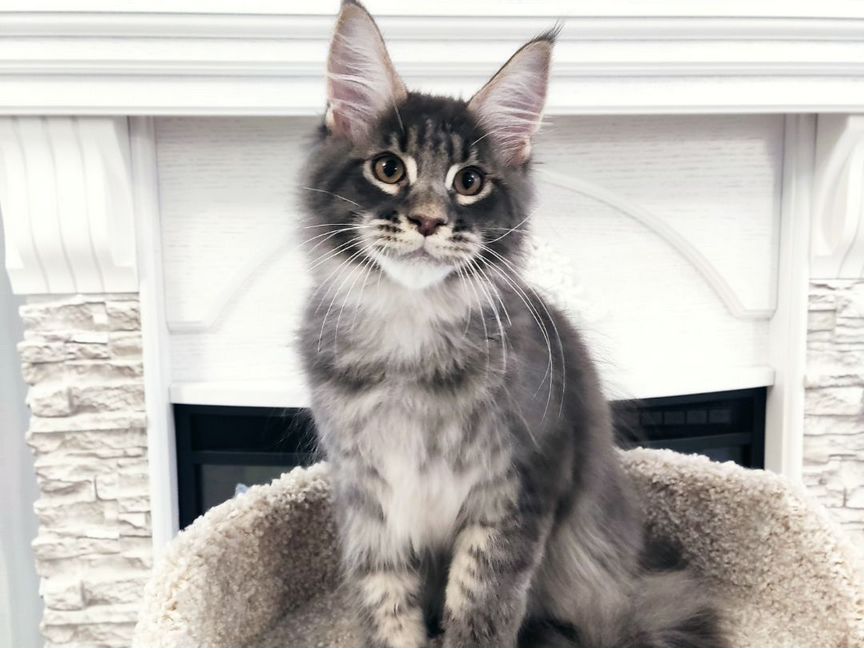 Котенок Мейн Кун голубой тигр сын Чемпиона Мира